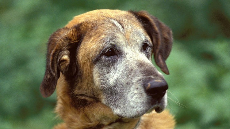 Ab wann ist ein Hund alt? - Senioren und alte Hunde – Petsana