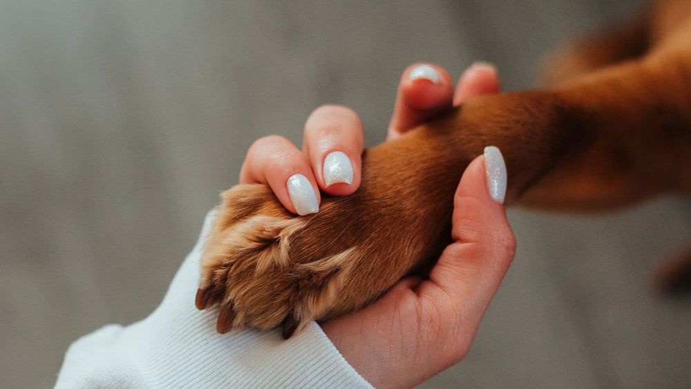 Arthrose Hund: 7 Hausmittel die wirklich helfen [2024] – Petsana