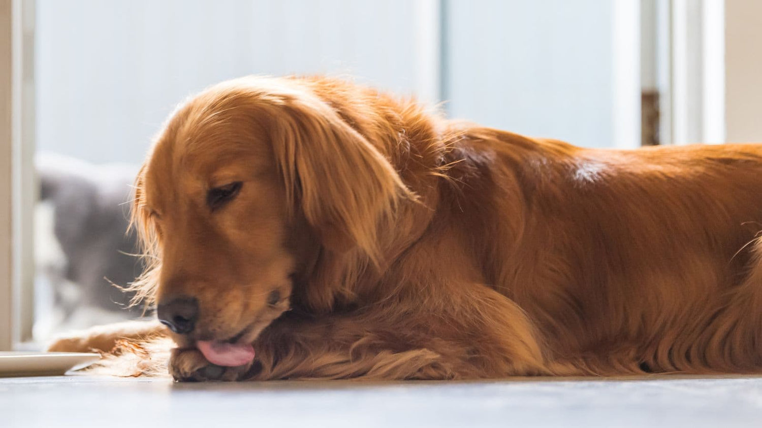 Arthrose Hund: 7 Hausmittel die wirklich helfen [2023] – Petsana