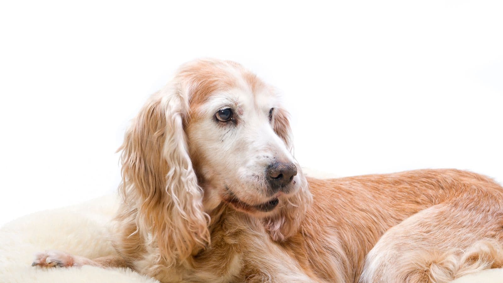 Lachsöl für Hunde mit besonderen Bedürfnissen – Petsana