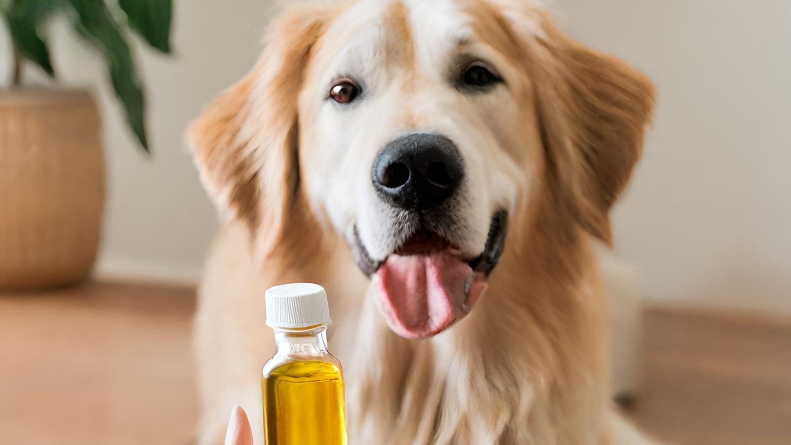 Lachsöl Hunde Anwendung: spielerische Tipps – Petsana