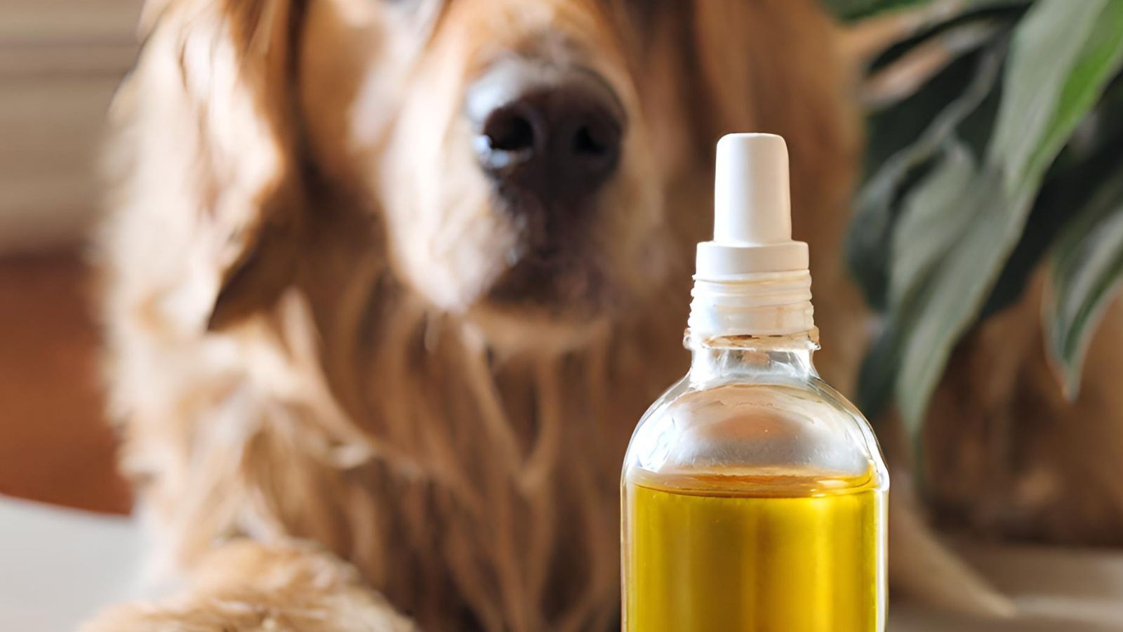 Lachsöl Erfahrungen bei Hunden: was sagen Hundebesitzer? – Petsana