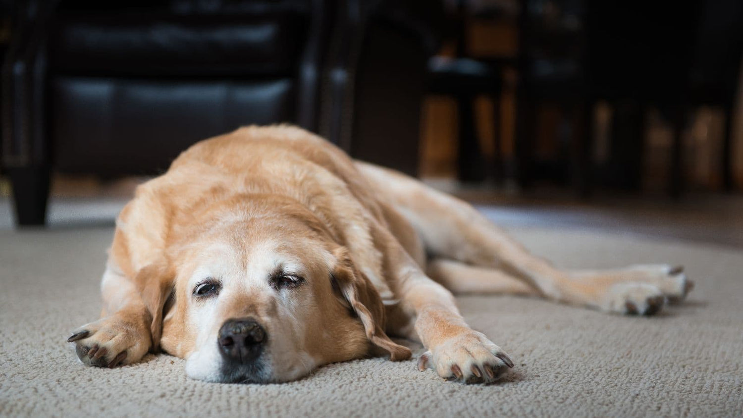 Teufelskralle Hund: Wirkung, Dosierung und Nebenwirkungen – Petsana